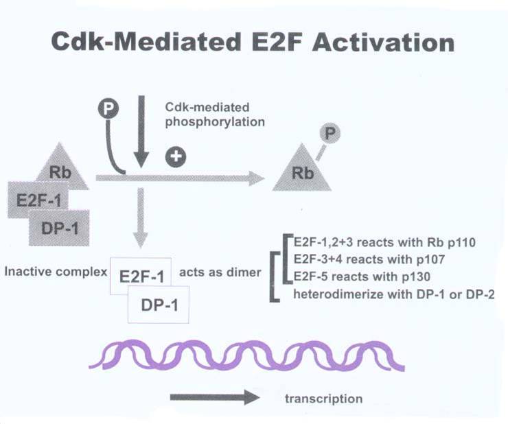 细胞周期调控_360百科